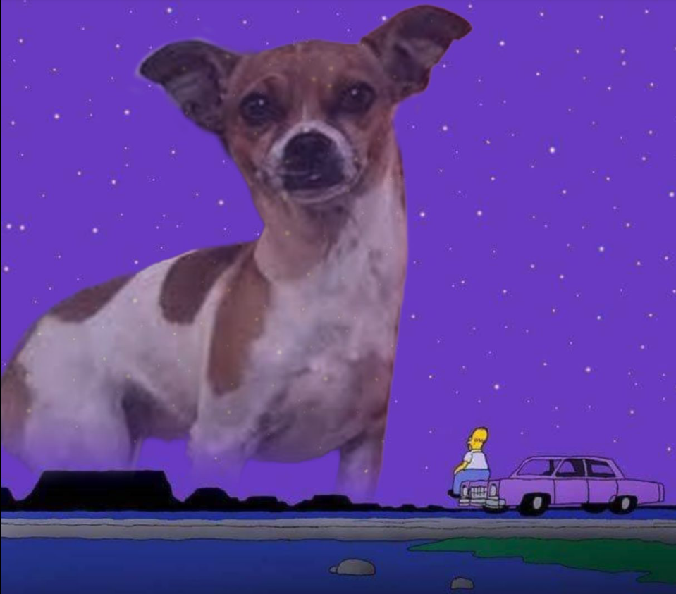 Chiwis murió: entérate que le paso a la mascota de Aimep3