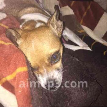 ¿Quién era Chiwis P3? | La mascota favorita del OmniversoP3