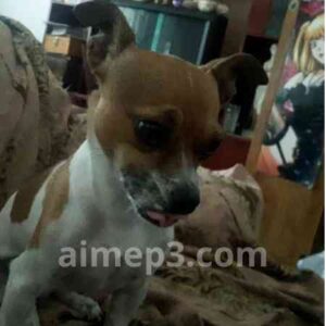 ¿Quién era Chiwis P3? | La mascota favorita del OmniversoP3